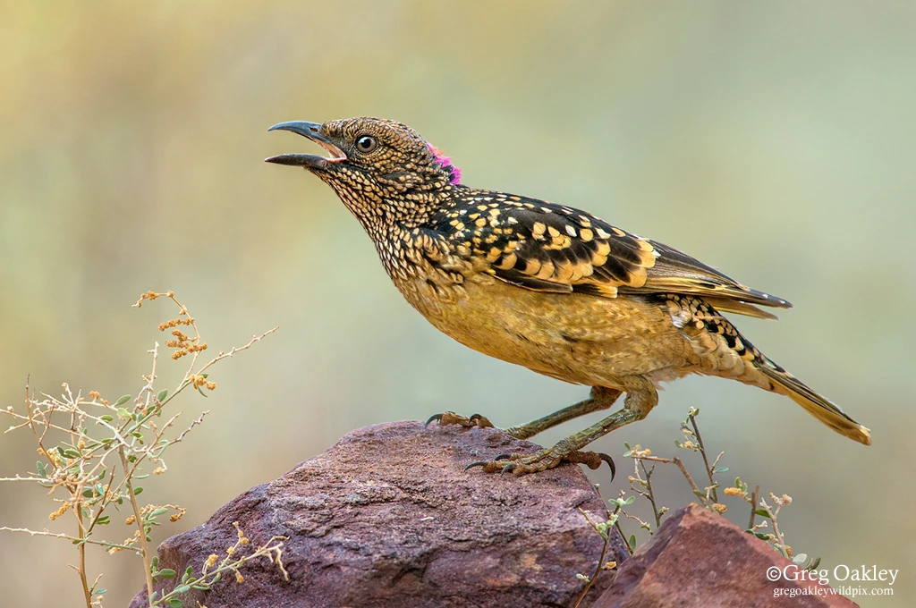 Western Bowerbird | Animal Database | Fandom