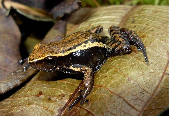 Cream-backed Poison Frog | Animal Database | Fandom