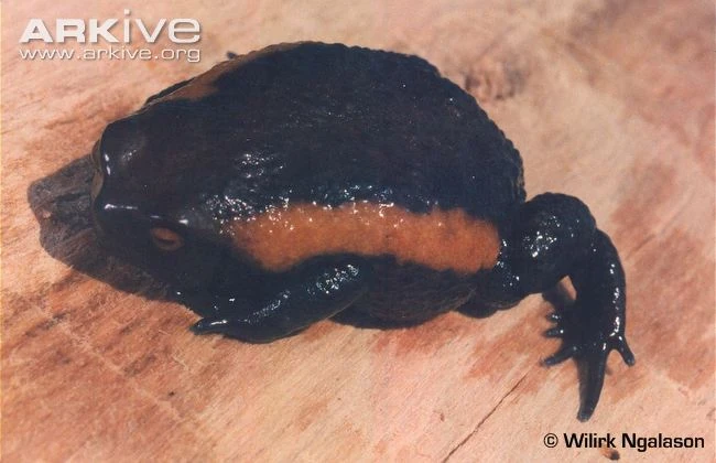 Uluguru Big-fingered Frog | Animal Database | Fandom