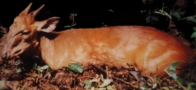Weyns's Duiker | Animal Database | Fandom