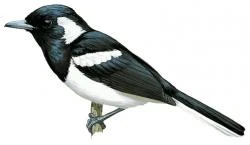 Manus Monarch | Animal Database | Fandom