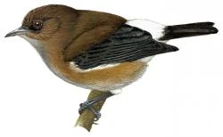 Réunion Grey White-eye | Animal Database | Fandom