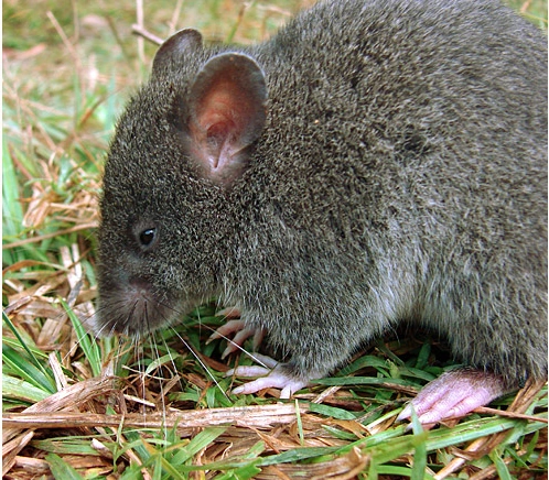 Blazed Luzon Shrew Rat | Animal Database | Fandom