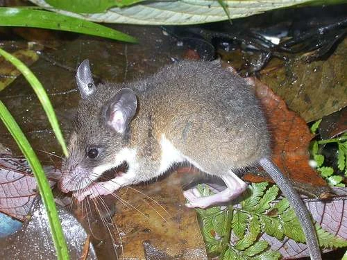 Fly River Water Rat | Animal Database | Fandom