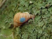 Polynesian Tree Snail | Animal Database | Fandom