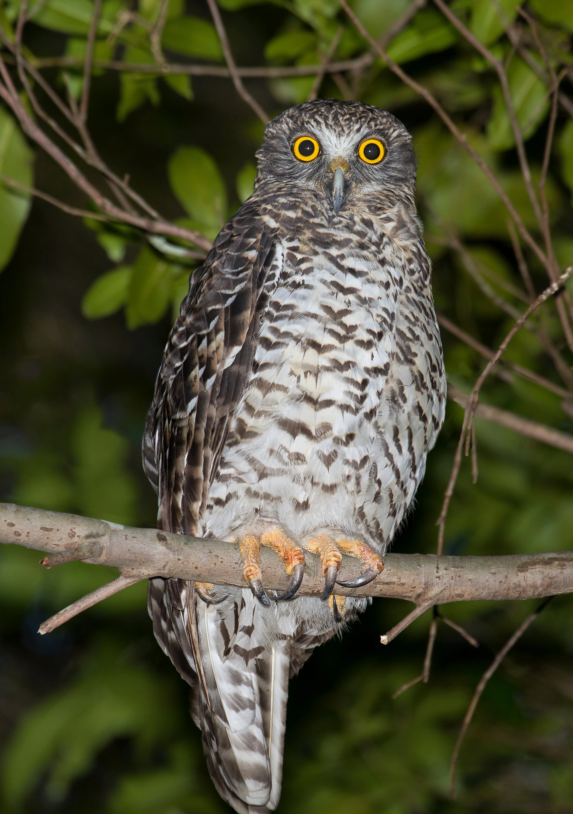 Powerful Owl | Animal Database | Fandom
