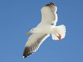 Larus | Animal Database | Fandom