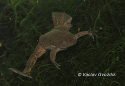 Volcano Clawed Frog | Animal Database | Fandom
