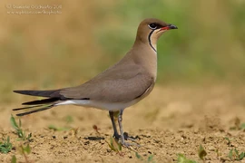 Glareola | Animal Database | Fandom