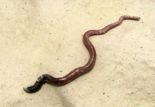 Drawida papillifer | Animal Database | Fandom