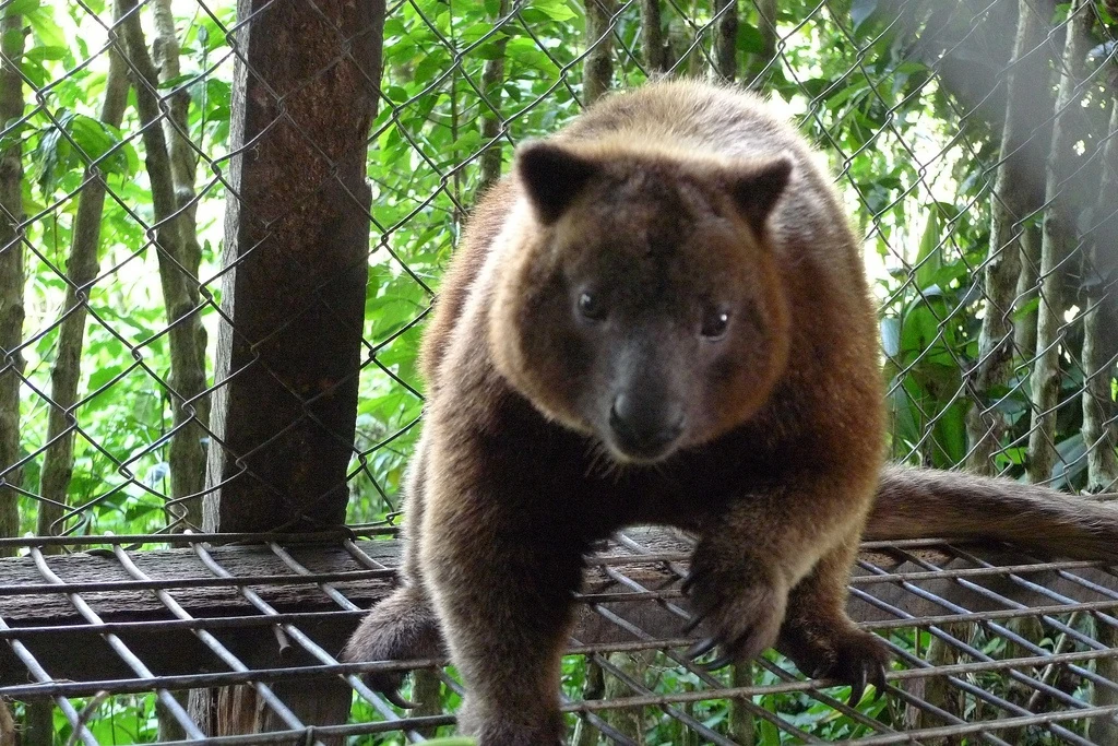 Doria's tree kangaroo | Animal Database | Fandom