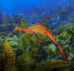 Weedy Seadragon | Animal Database | Fandom