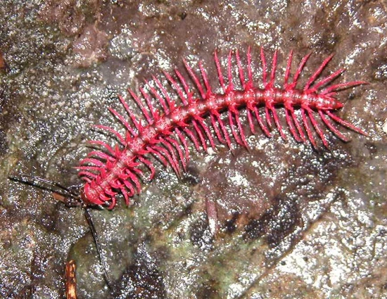 Shocking Pink Dragon Millipede | Animal Database | Fandom