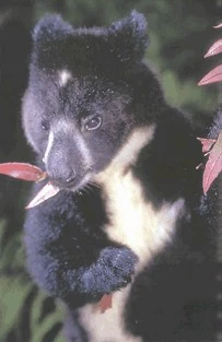 Dingiso | Animal Database | Fandom