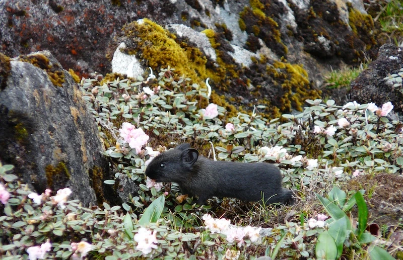 Black Pika | Animal Database | Fandom