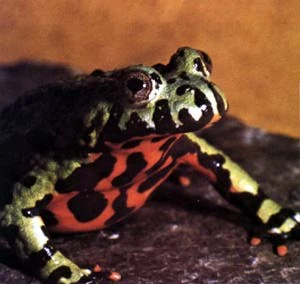 European Fire-bellied Toad | Animal Database | Fandom
