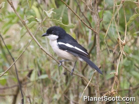 Tropical Boubou | Animal Database | Fandom