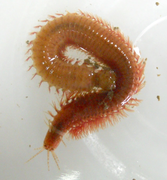 Eunice argentinensis | Animal Database | Fandom
