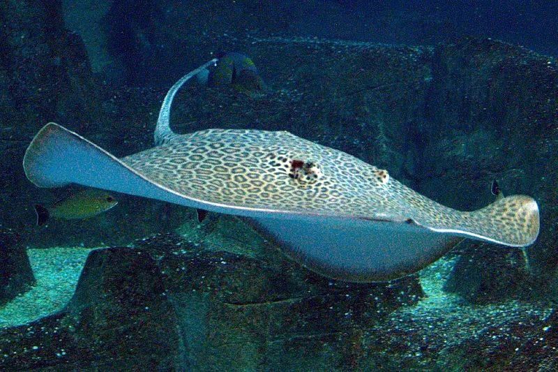 Leopard Whipray | Animal Database | Fandom