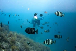 Striped Beakfish | Animal Database | Fandom