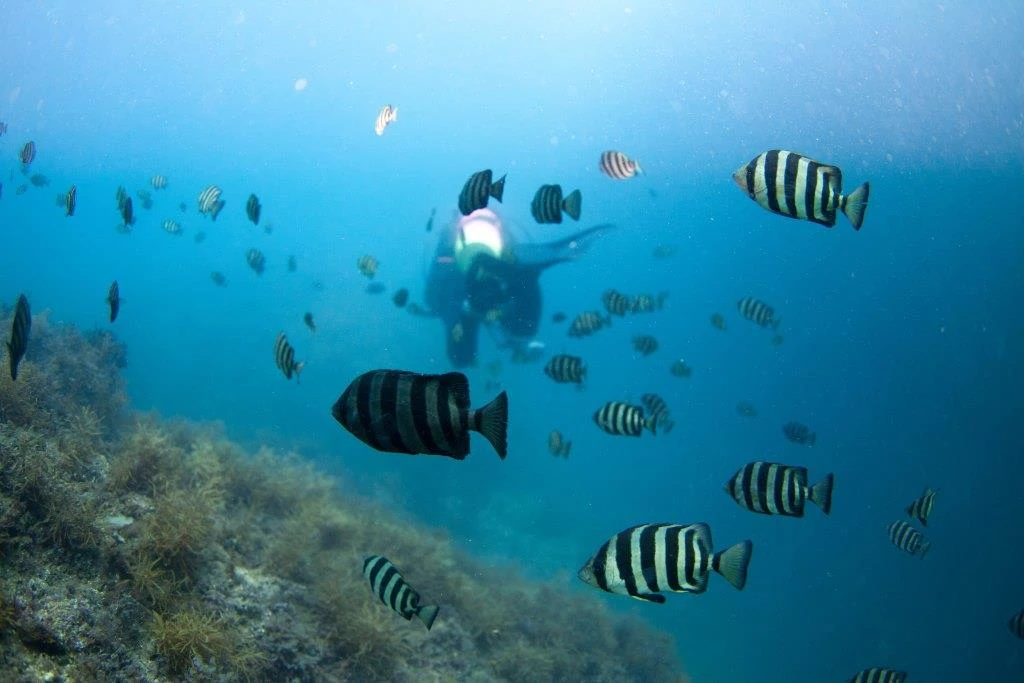 Striped Beakfish | Animal Database | Fandom