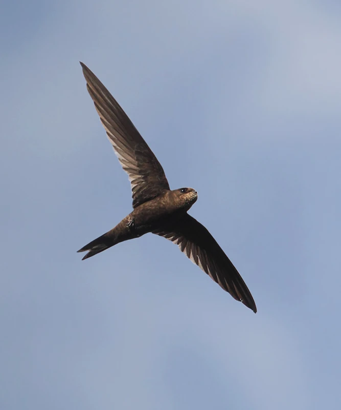 Plain Swift | Animal Database | Fandom