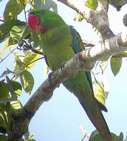 Rodrigues Parrot | Animal Database | Fandom