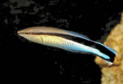 Bluestreak Cleaner Wrasse | Animal Database | Fandom