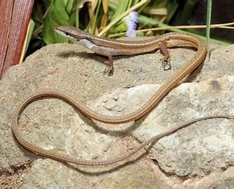Asian grass lizard | Animal Database | Fandom