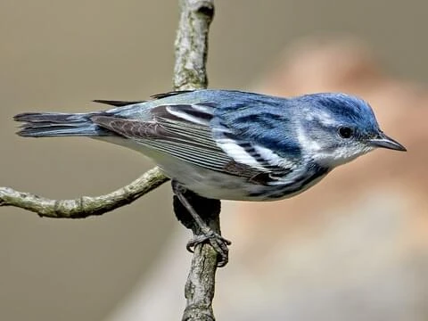 Cerulean Warbler | Animal Database | Fandom