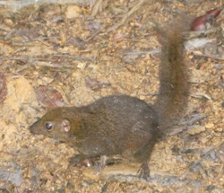 Bornean Smooth-tailed Treeshrew | Animal Database | Fandom