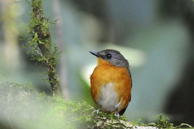 Equatorial Akalat | Animal Database | Fandom