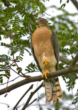 Shikra | Animal Database | Fandom