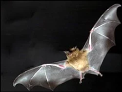 Greater Monkey-faced Bat | Animal Database | Fandom