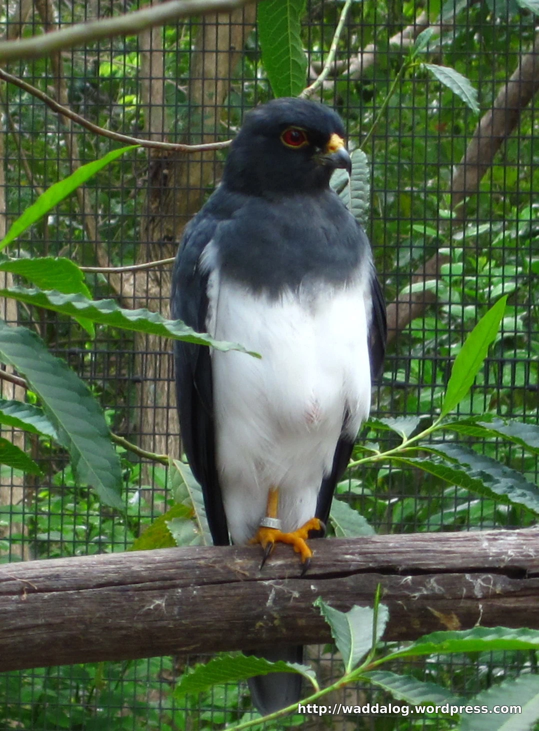 White-bellied Goshawk | Animal Database | Fandom