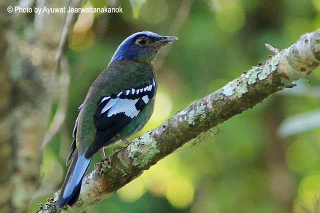 Green Cochoa | Animal Database | Fandom