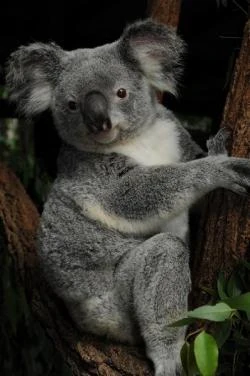 Ash | Animal Database | Fandom