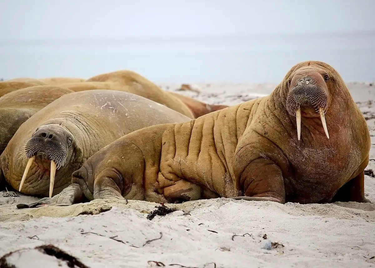 Walrus | Animal Database | Fandom