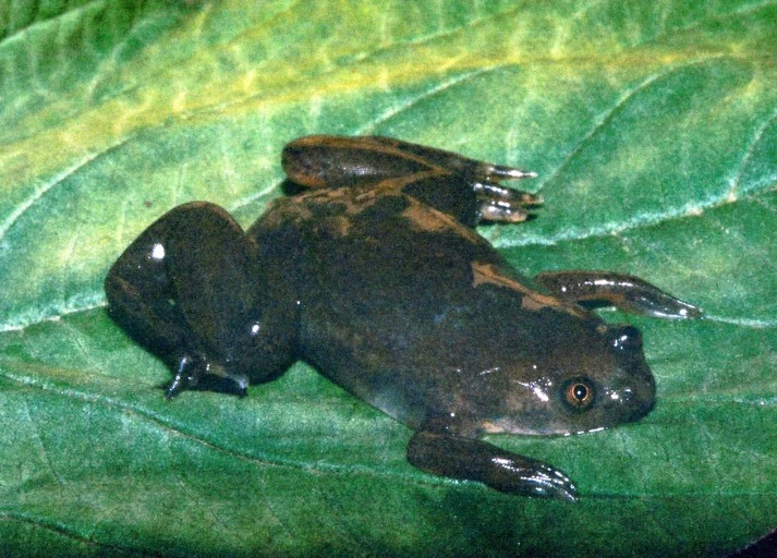 Lake Victoria Clawed Frog | Animal Database | Fandom