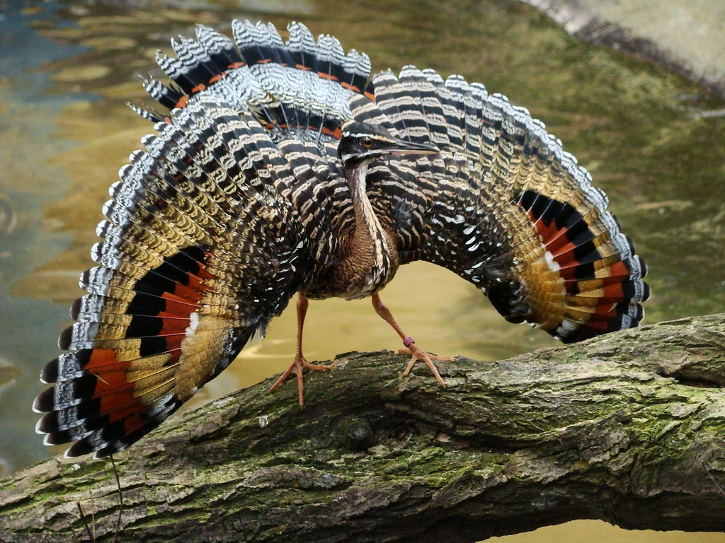 Sunbittern | Animal Database | Fandom
