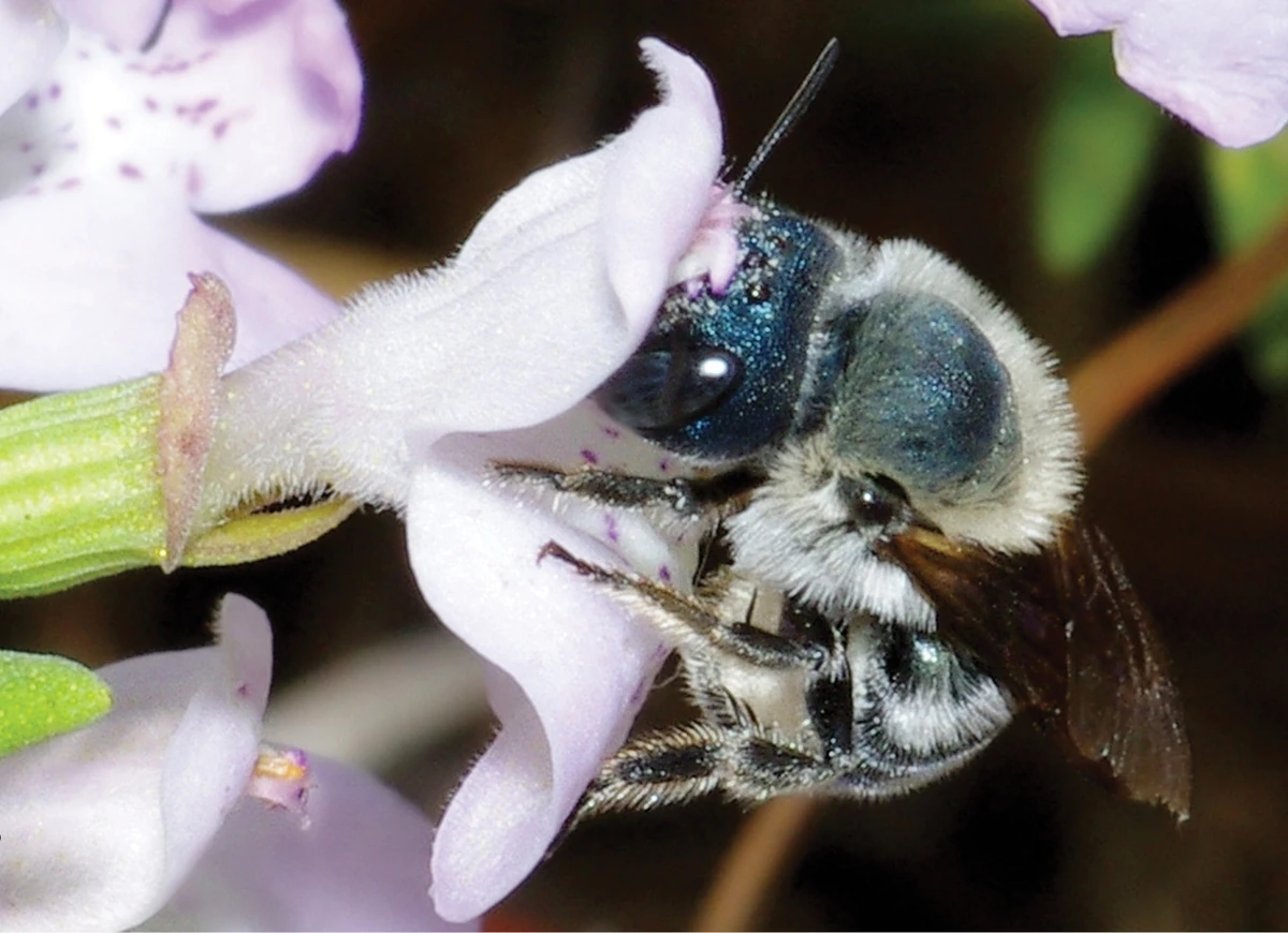 Blue Calamintha Bee | Animal Database | Fandom