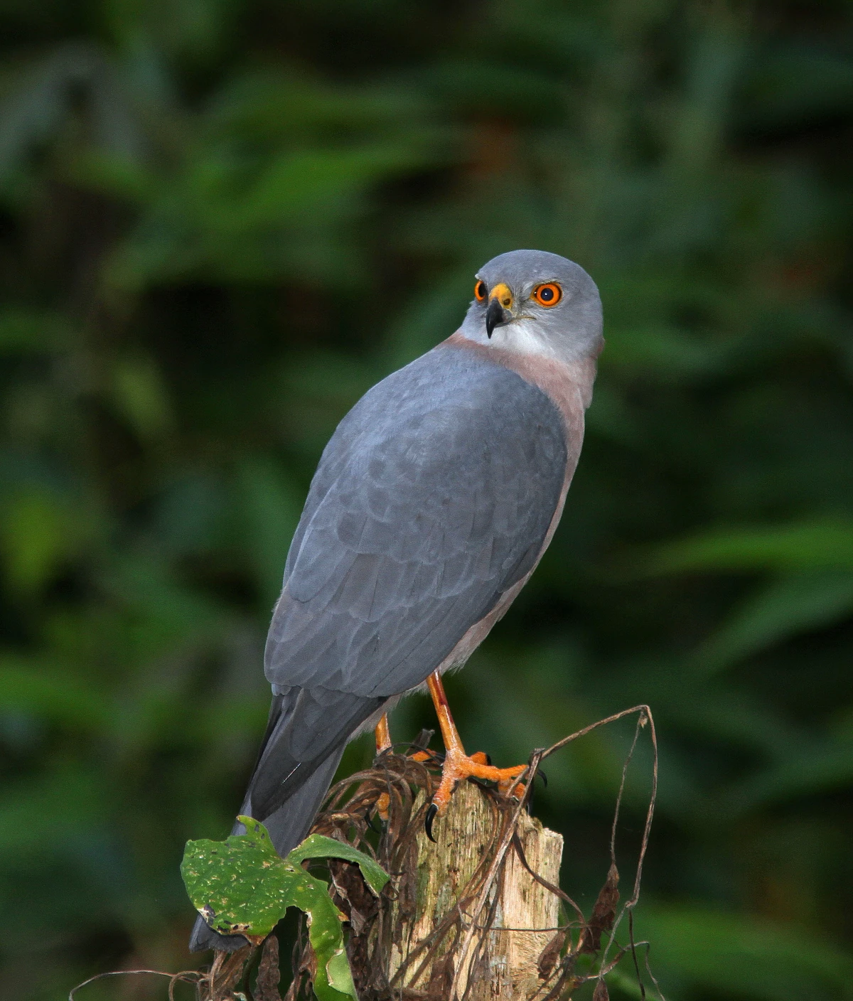 Fiji Goshawk | Animal Database | Fandom