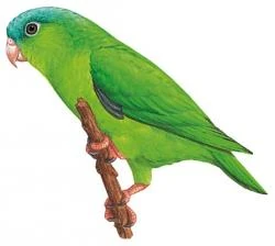 Manu Parrotlet | Animal Database | Fandom