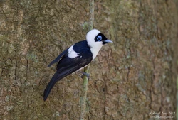 Frill-necked Monarch | Animal Database | Fandom