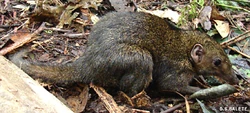 Mindanao Treeshrew | Animal Database | Fandom