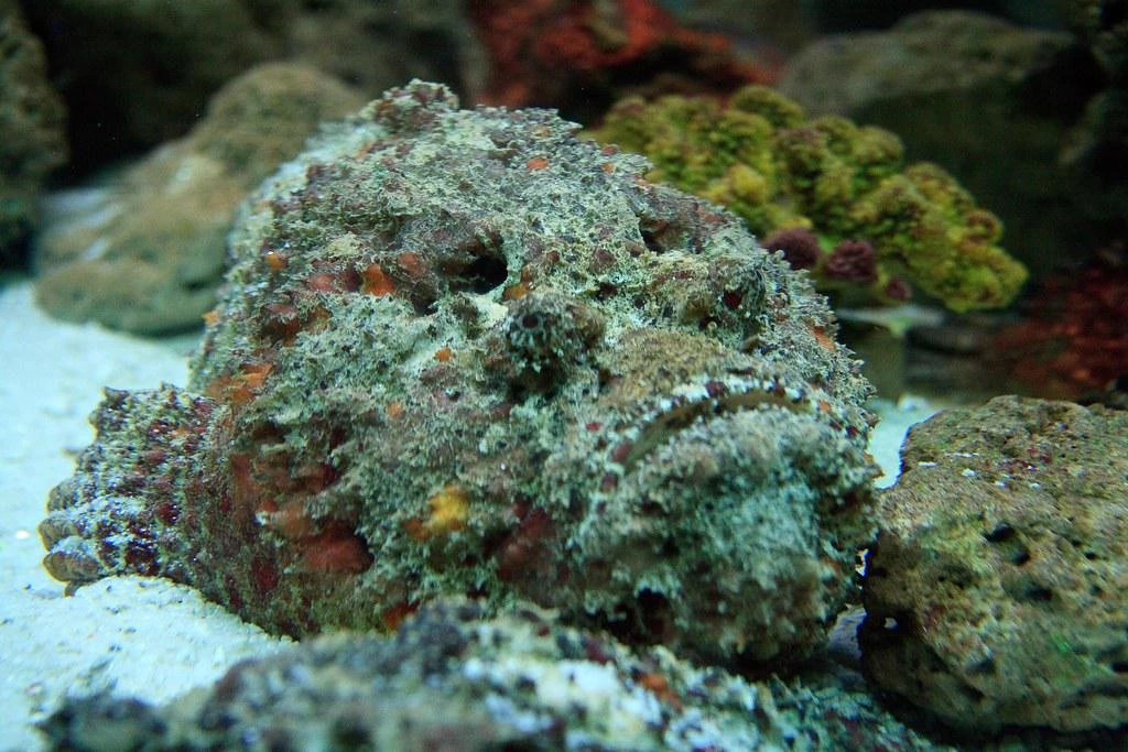 Reef Stonefish | Animal Database | Fandom