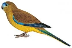Rock Parrot | Animal Database | Fandom