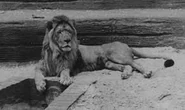 Cape Lion | Animal Database | Fandom