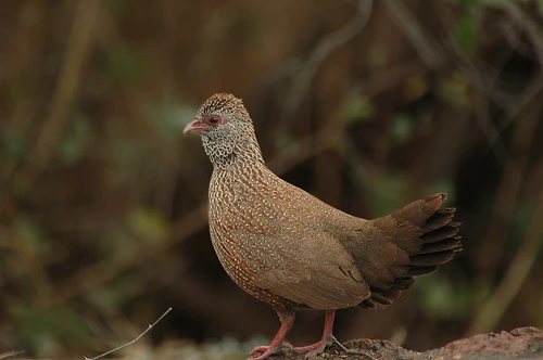 Stone Partridge | Animal Database | Fandom