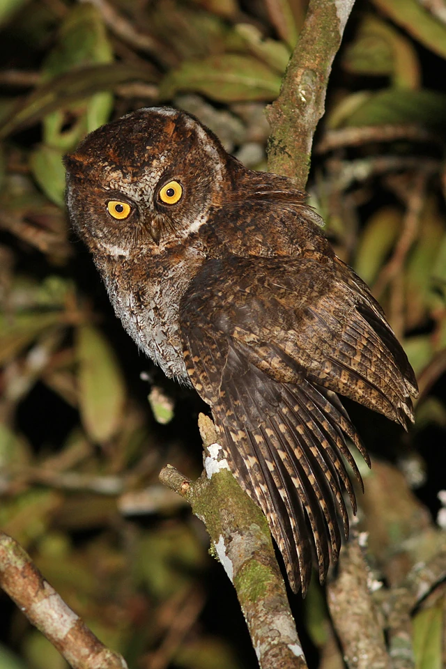 Luzon Scops Owl | Animal Database | Fandom